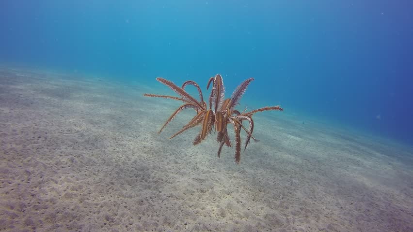 1 Crinoids Stock Videos Editorial Videos And Stock Footage Shutterstock